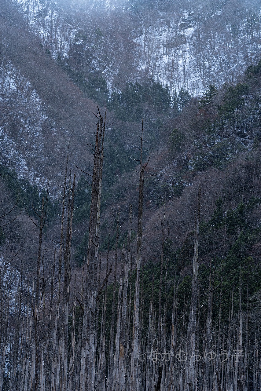 枯れ木 Dead tree | Yuko Nakamura
